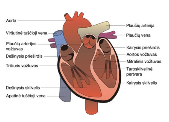 Kas yra širdis? – Heart.lt