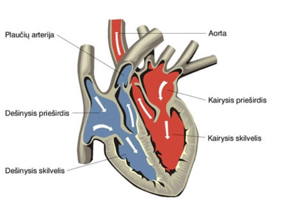 Kas yra širdis? – Heart.lt
