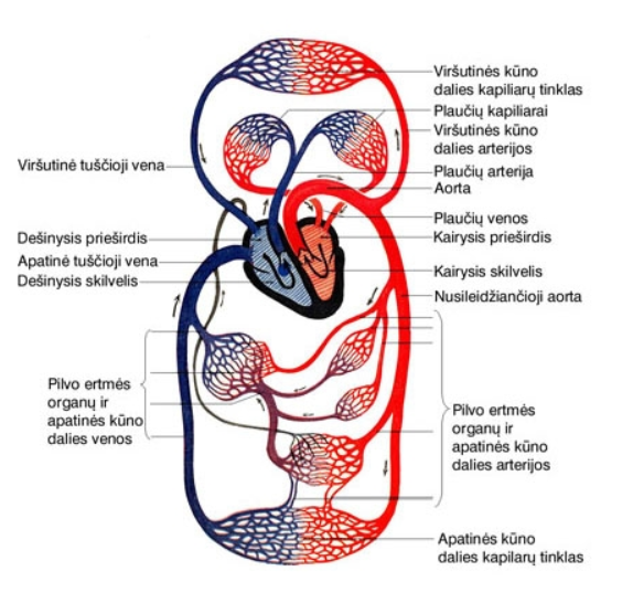 Kas yra širdis? – Heart.lt